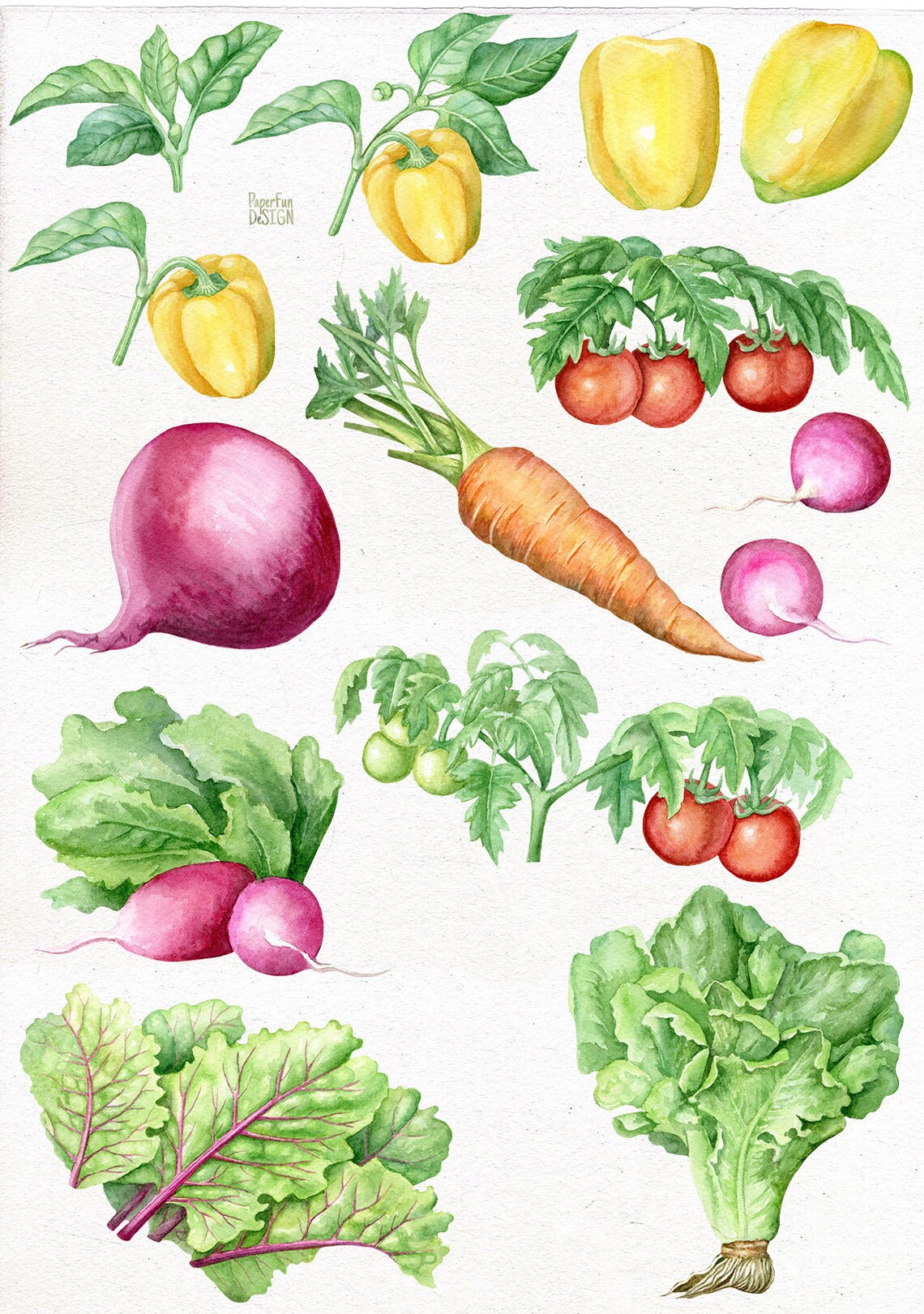 Watercolor Individual Vegetables PNG. Orange Carrot Red - Etsy