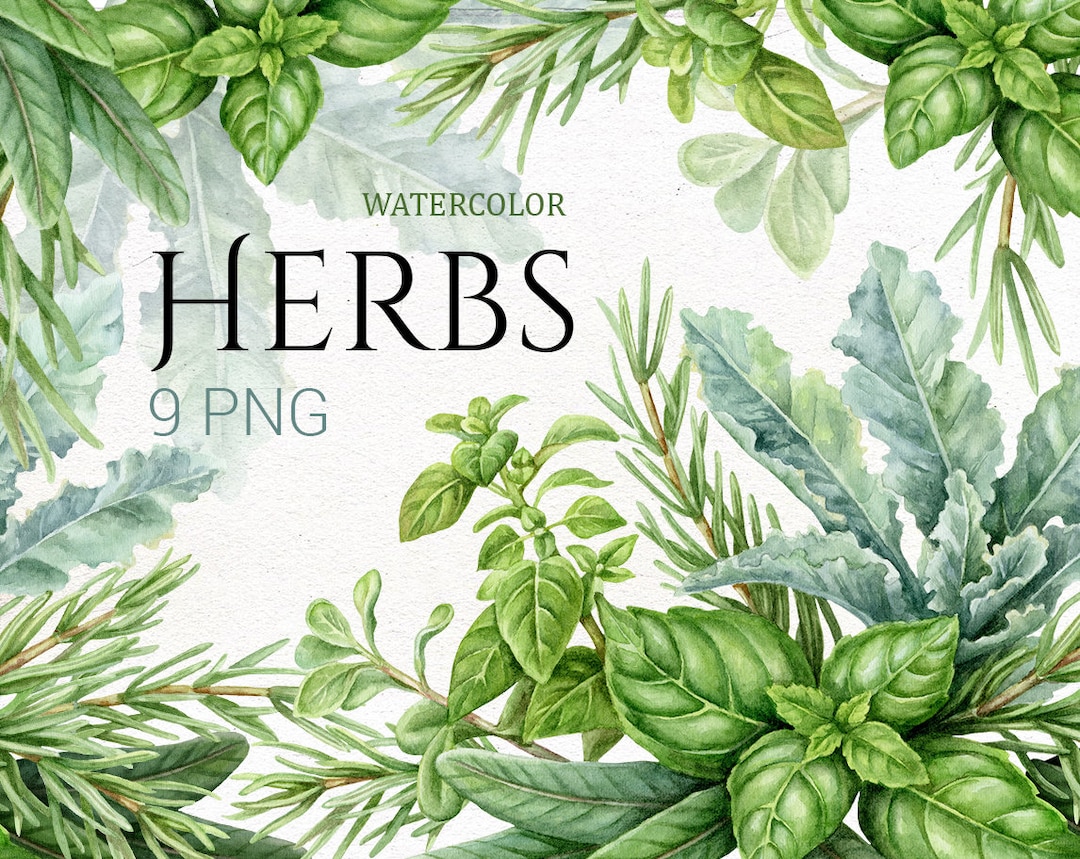 Green Herbs Watercolor Clip Art. Kitchen Clipart. - Etsy