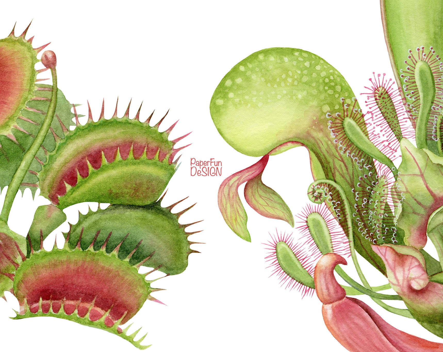 Watercolor Carnivorous Plants Clip Art. Venus Fly Traps - Etsy UK