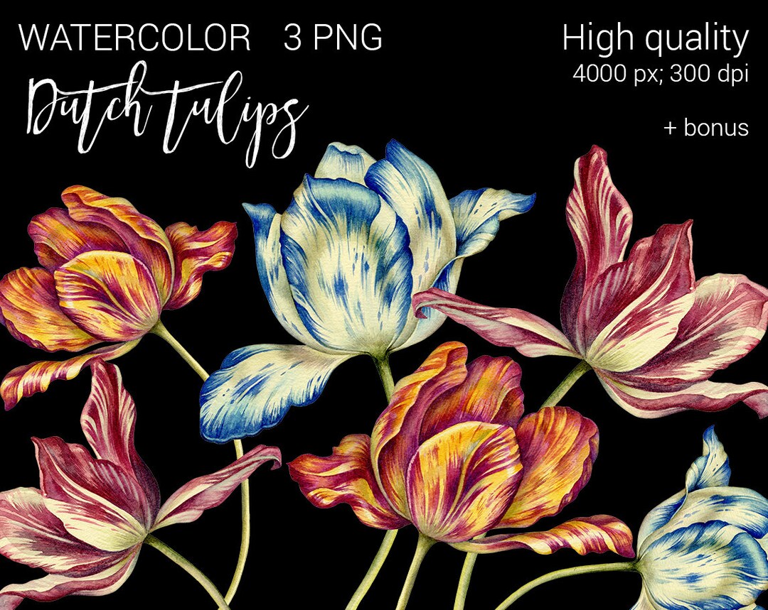 Watercolor Dutch Tulips Clip Art, Hand Painted Blue, Orange, Parrot ...