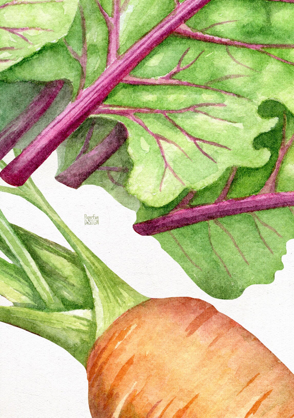Watercolor Individual Vegetables PNG. Orange Carrot Red - Etsy