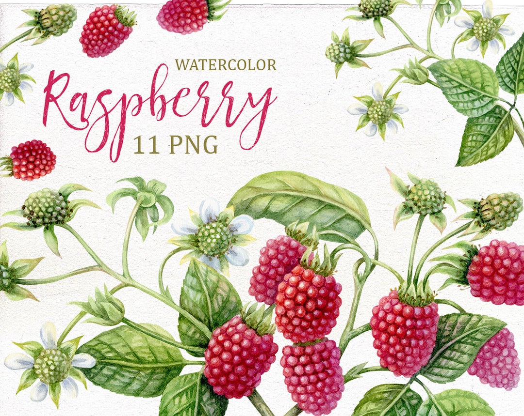 Watercolor Raspberry Clip Art. Raspberry Arrangement. Summer Berry ...