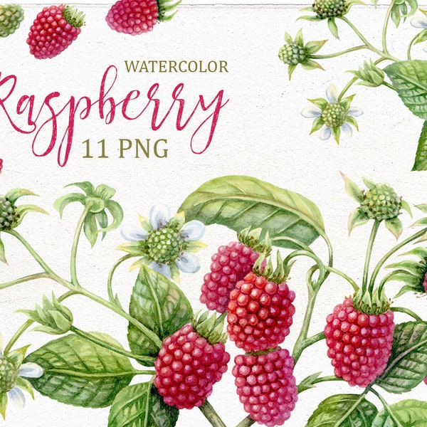 Raspberry Clip Art - Etsy