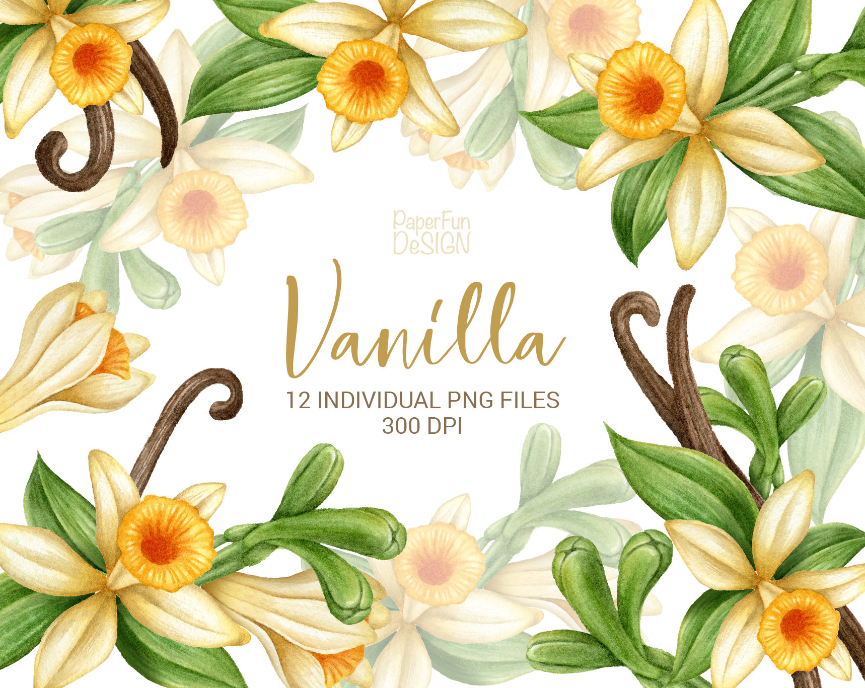 Watercolor Vanilla Flowers Beans Clipart. Yellow Vanilla - Etsy