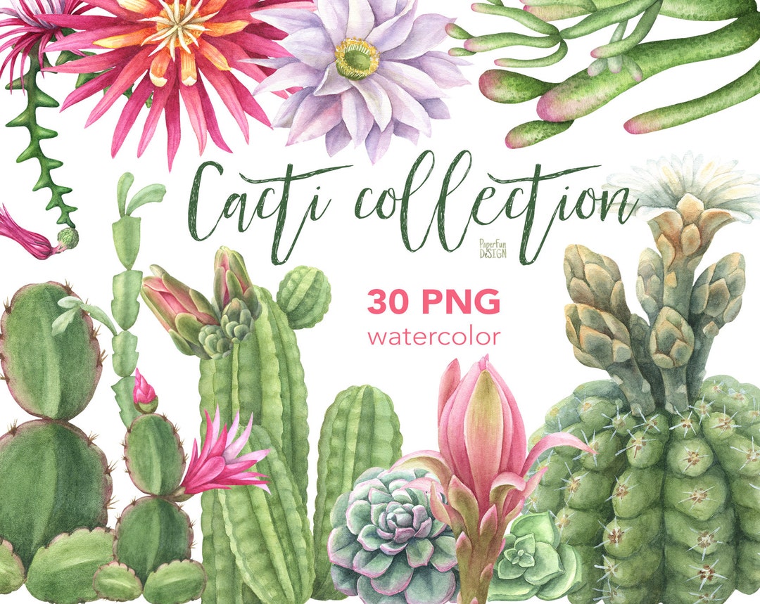 Watercolour Cactus Individual PNG. Flowering Cacti, Pink, Yellow ...