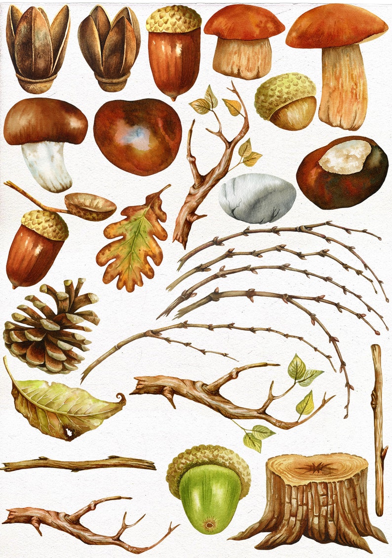 Fall Forest Watercolor Clip Art. Autumn Woodland Clipart. - Etsy UK