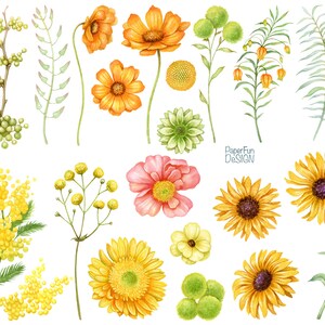 Watercolor Yellow Flowers Clip Art. Orange Summer Spring Flower, Field ...
