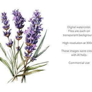 Provence Lavender Digital Watercolor Clipart. AI Illustration. Rustic ...