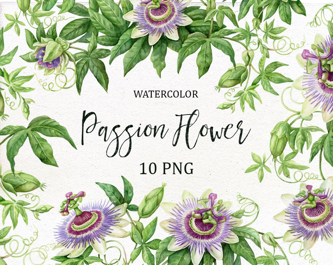 Watercolor Passion Flower Clipart. Digital PNG Hand Painted Violet ...