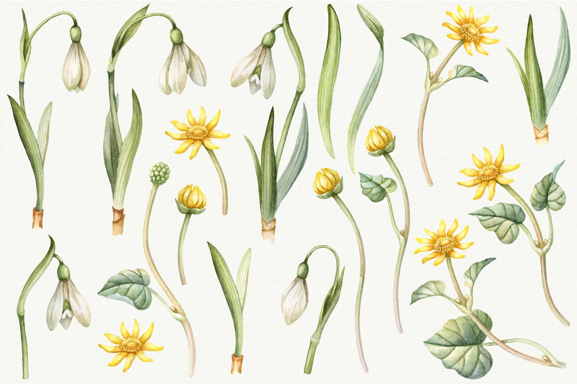 Easter Flowers Clipart Spring Watercolor Flower Clip Art - Etsy