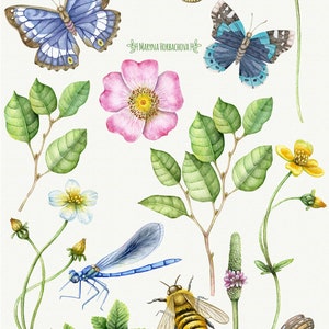 Watercolor Individual Clipart PNG. Summer Meadow, Butterfly, Bugs ...