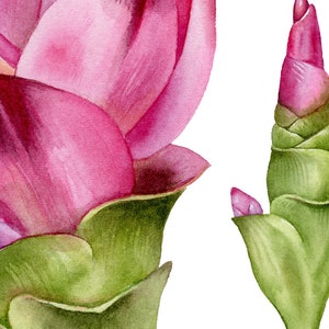Watercolor Curcuma Flowers Digital Clip Art. Pink, White Botanical Art ...