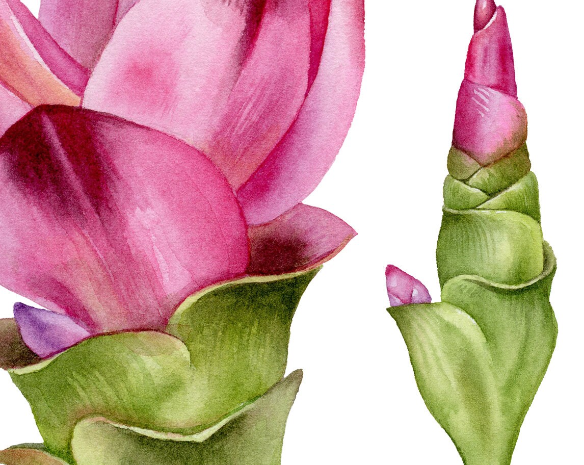 Watercolor Curcuma Flowers Digital Clip Art. Pink White | Etsy