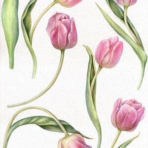 Watercolor Individual PNG. Tulip Clip Art, Hand Painted Tulips, Pink ...