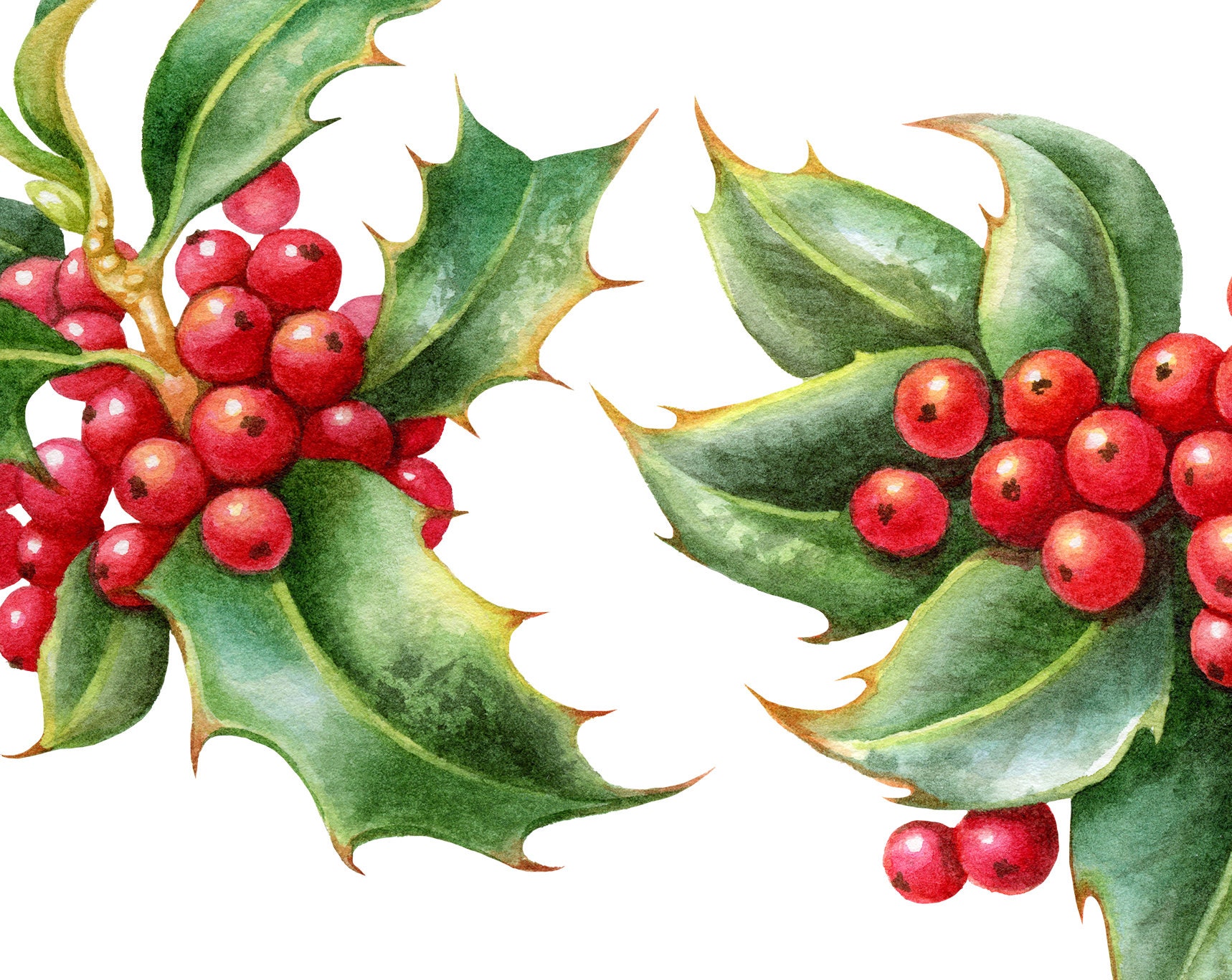 Watercolor Christmas Clipart. Winter Robin Birds, Holly Leaves and ...