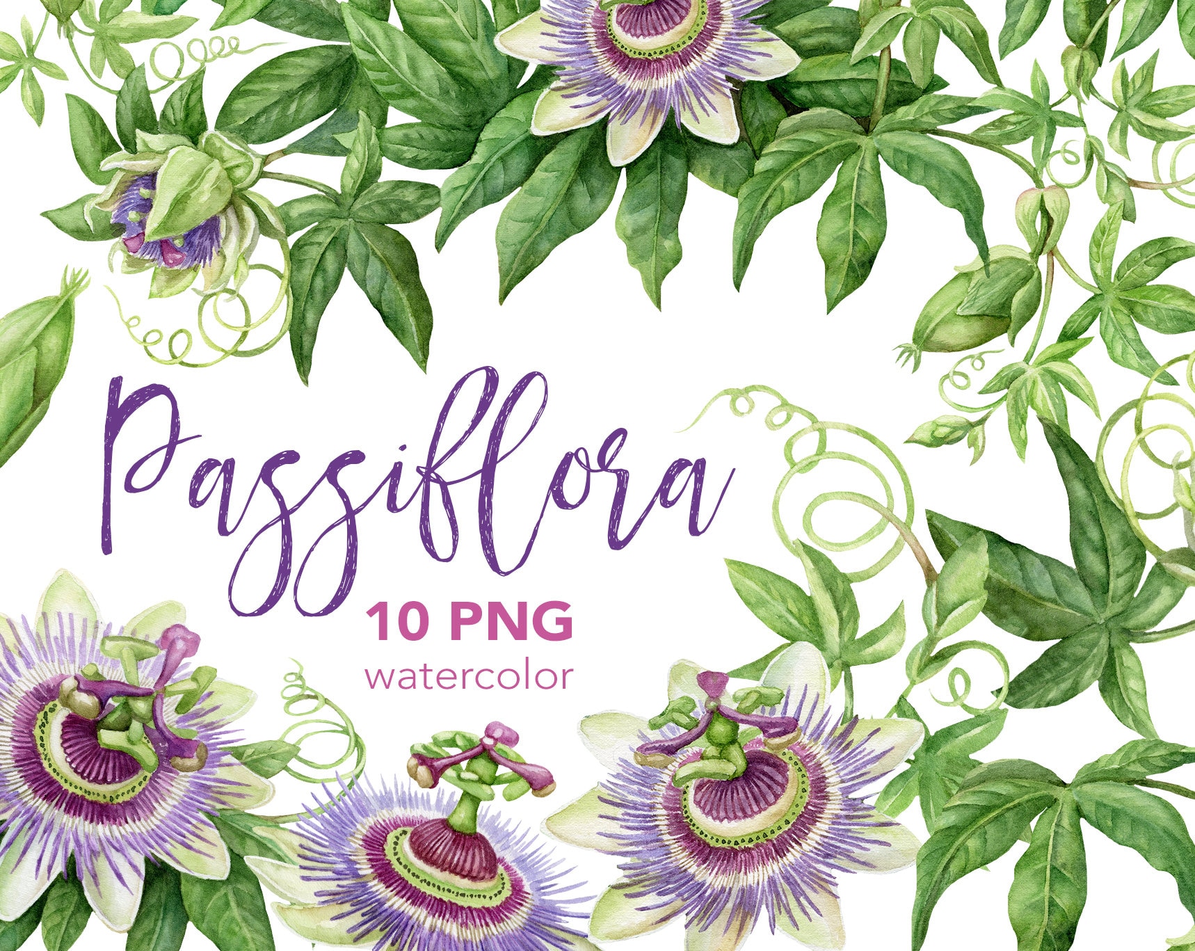 Passiflora Individual PNG. Watercolour Botanical Art. Purple Exotic ...