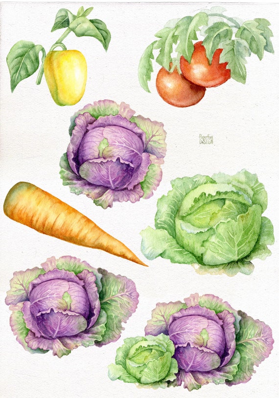 Vegetables Individual Pictures