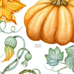 Watercolor Pumpkin Clip Art. Thanksgiving Autumn Clip Art. Fall Harvest ...
