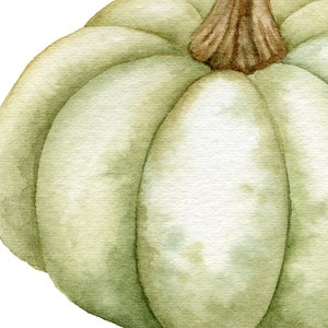 Watercolor PNG Pumpkins Individual Clipart. Hand Painted Individual ...