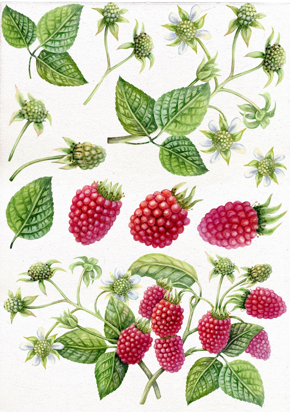 Watercolor Raspberry Clip Art. Raspberry Arrangement. Summer - Etsy