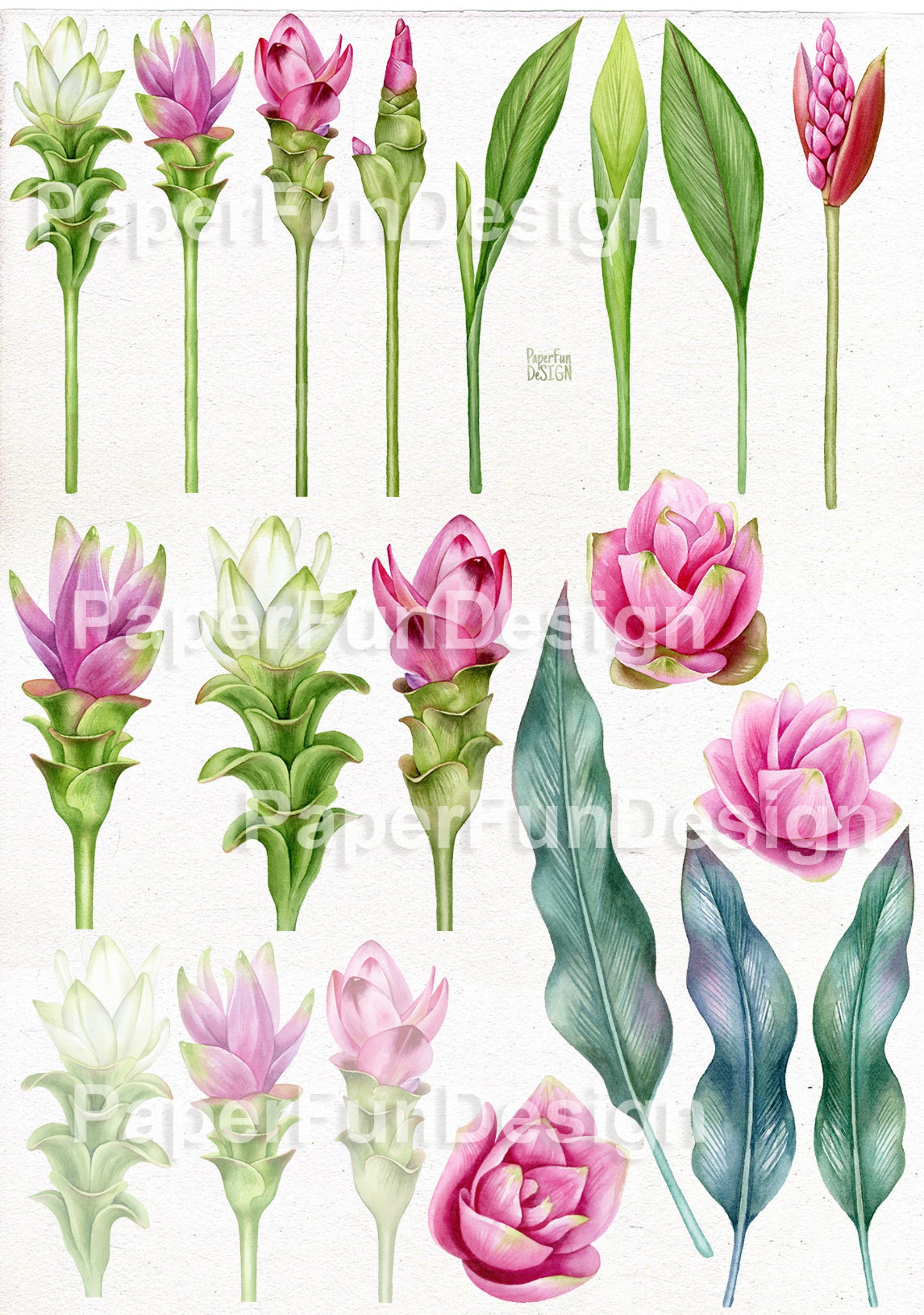Tropical Bundle Clipart. Watercolor Painted Individual High-resolution ...