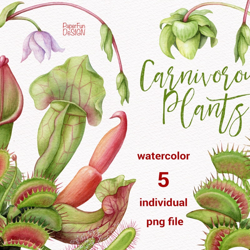 Carnivorous Plants - Etsy