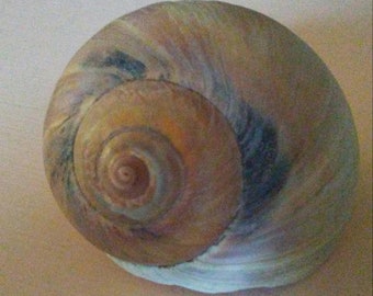 Moon Snail Shells - Etsy