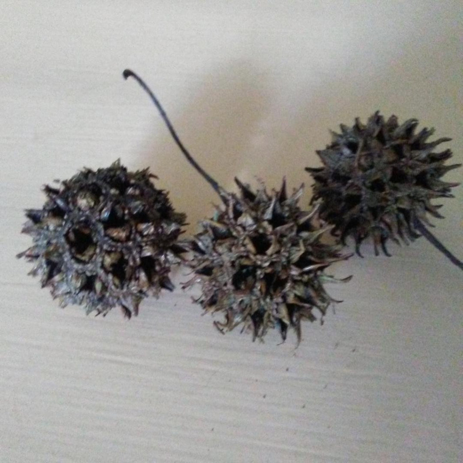 10 Sweet Gum Tree Seed Pods - Etsy