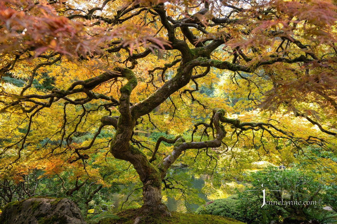 The Tree - Portland Japanese Garden - Etsy