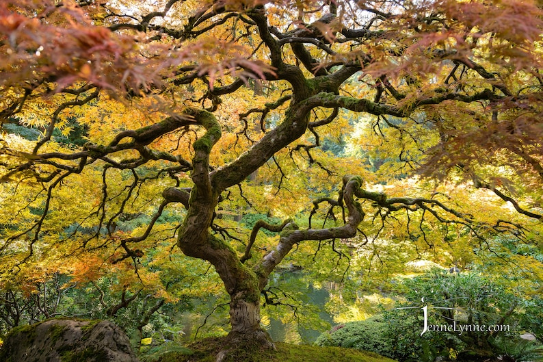 The Tree - Portland Japanese Garden - Etsy