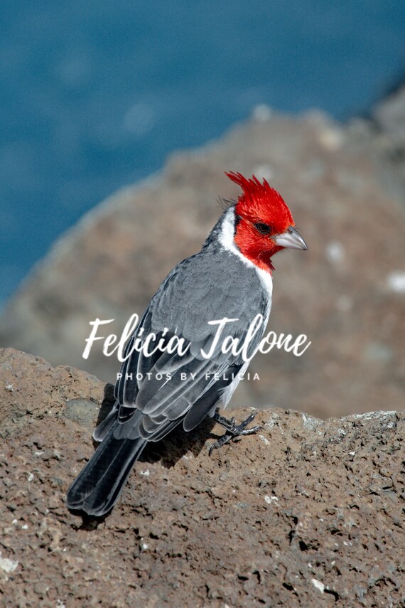 Red Crested Cardinal Oahu Hawaii DIGITAL DOWNLOAD | Etsy