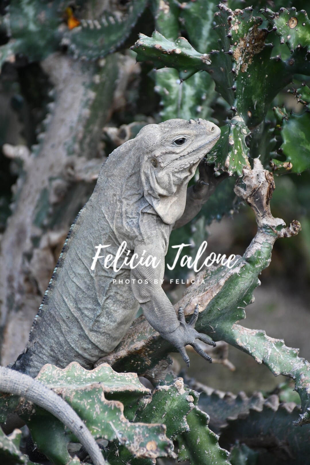 Dominican Iguana • DIGITAL DOWNLOAD - Etsy