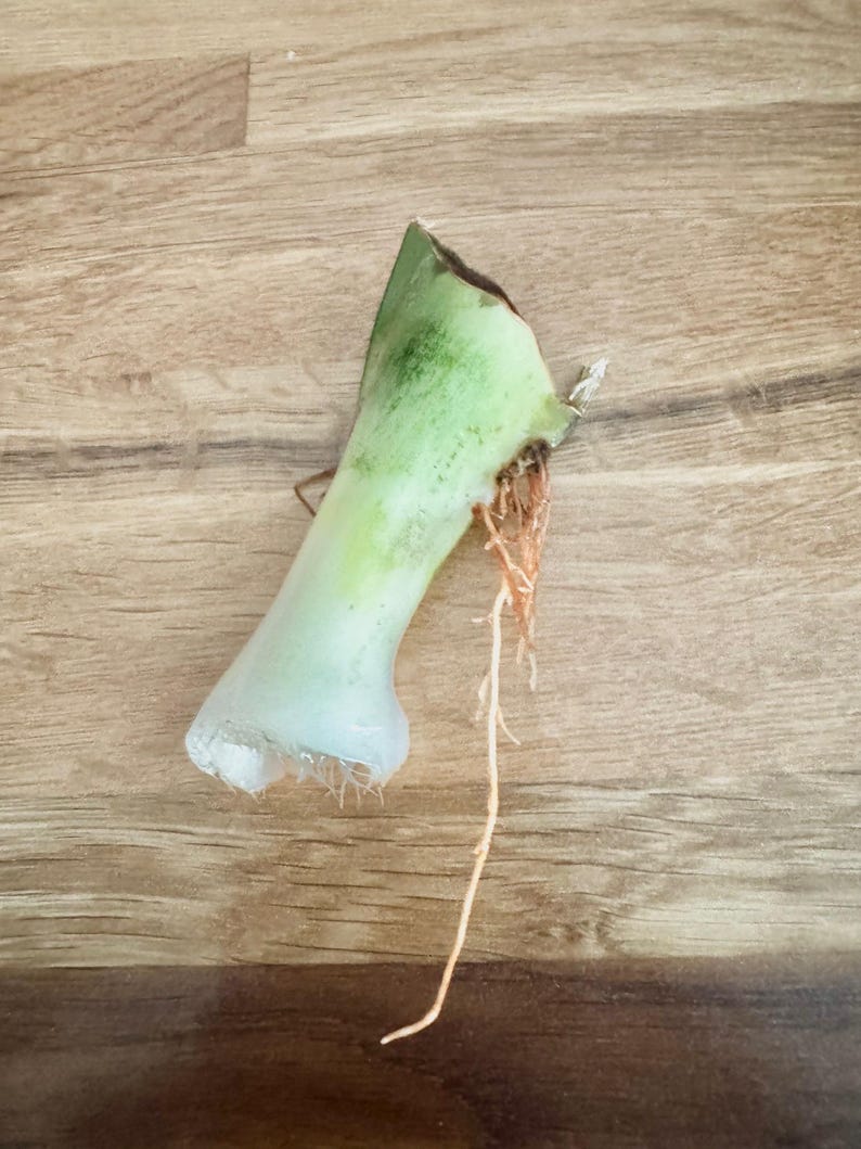 LIVE PLANT Snake Plant Moonshine Sansevieria Rooted Cutting - Etsy