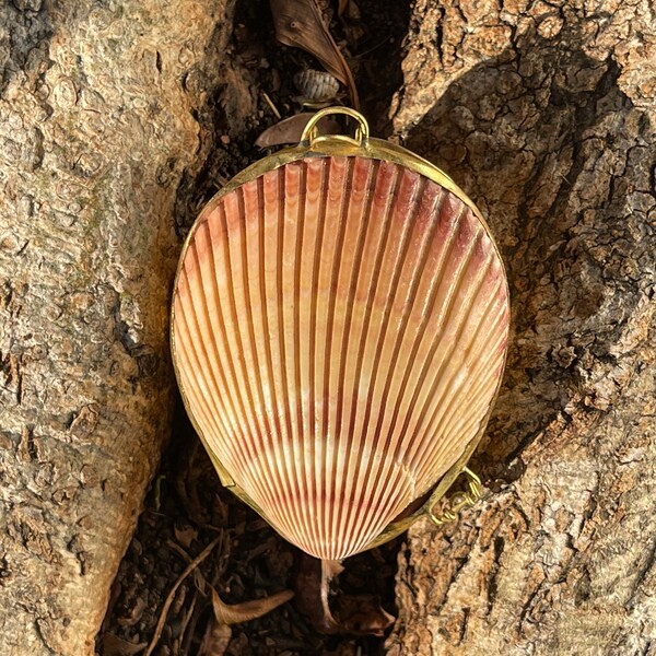 Shell Pill Box - Etsy