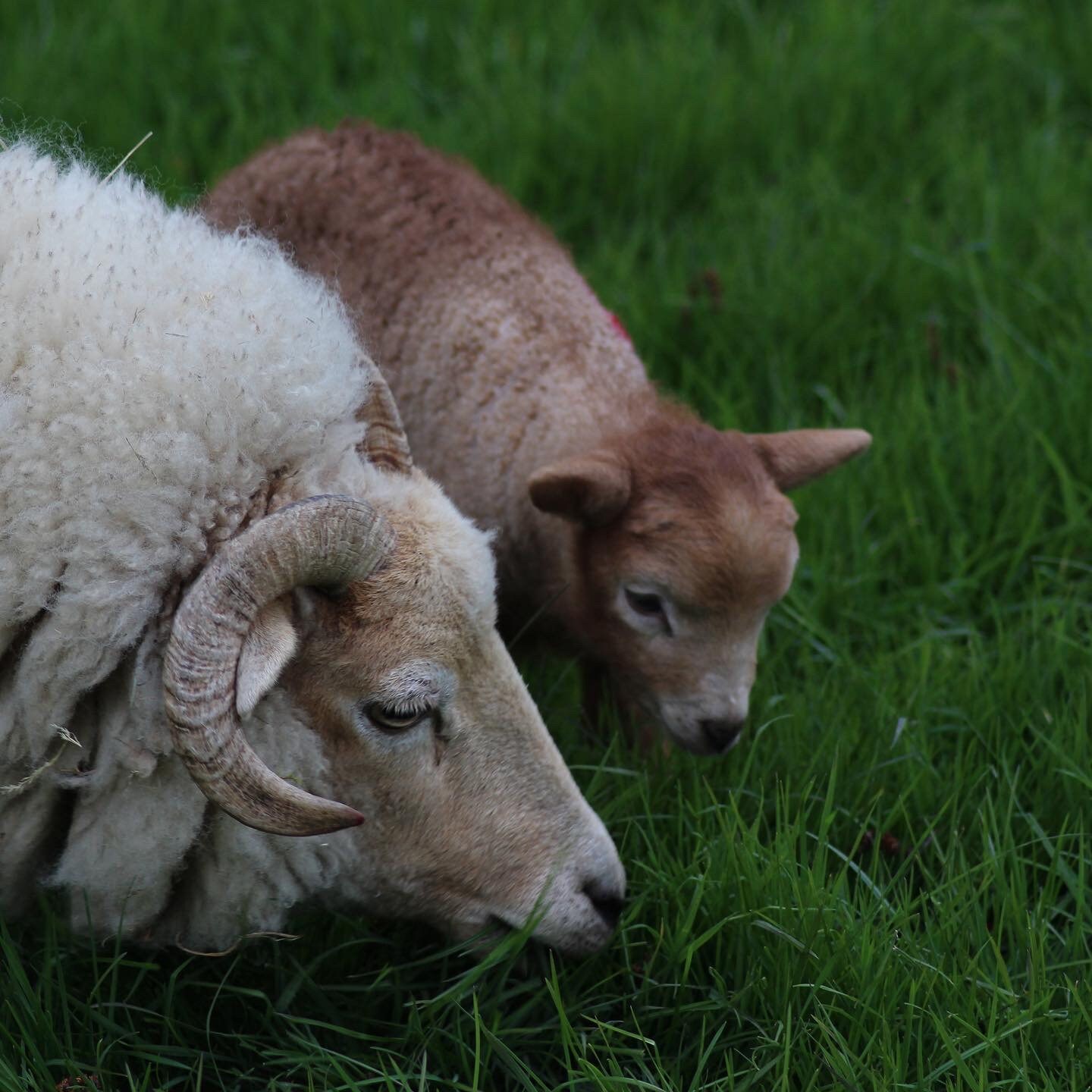 Raza rara Portland/Alpaca Mix Aran Wool 50g - Etsy España