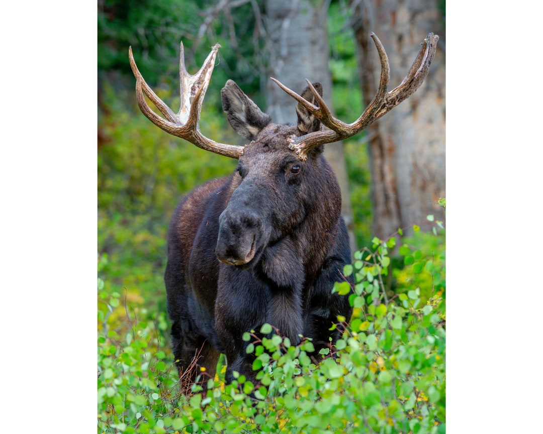 Bull Moose Portrait Wall Print, Metal Prints, Nature Photography, Wild ...