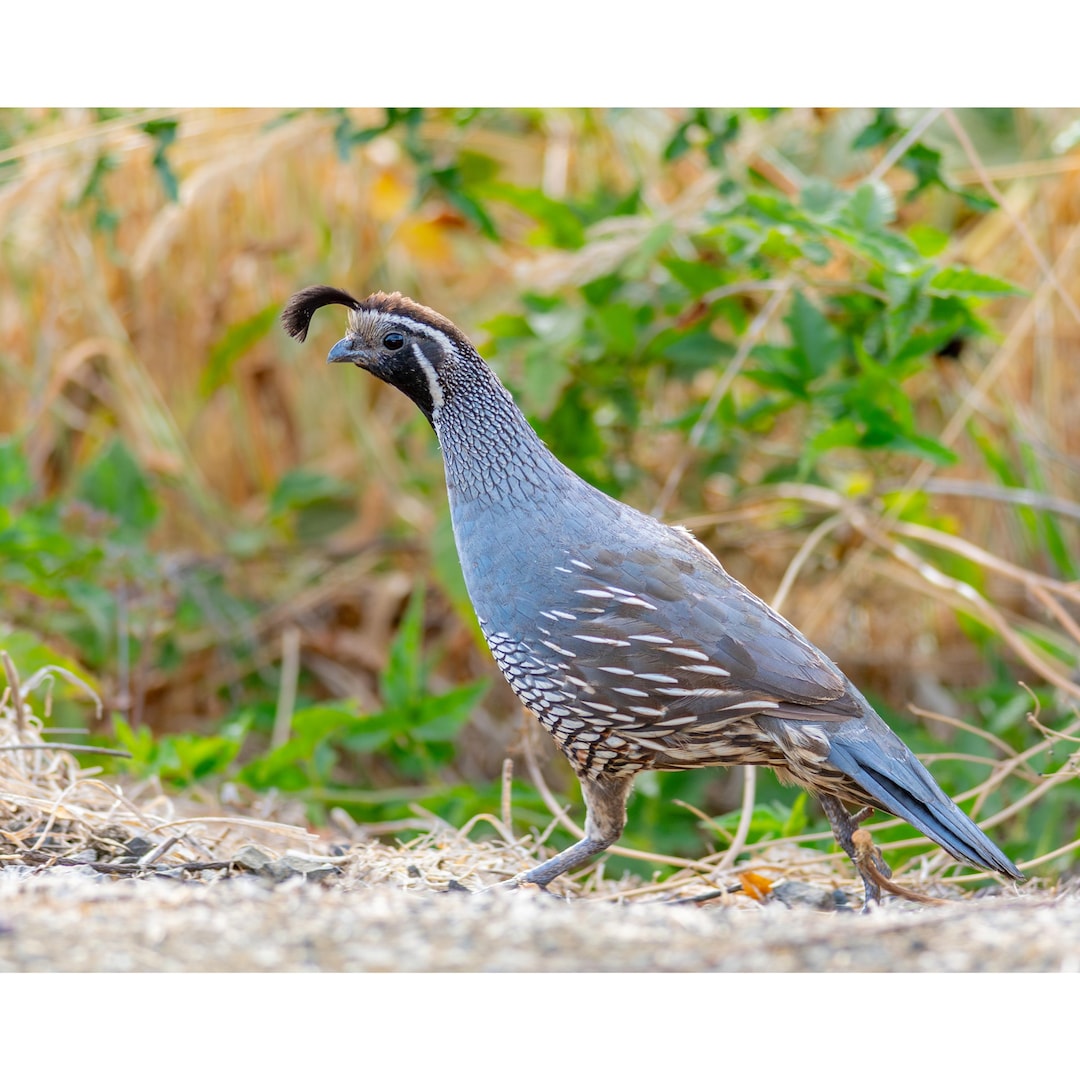 California Quail Wall Print, Metal Prints, Nature Photography, Wildlife ...