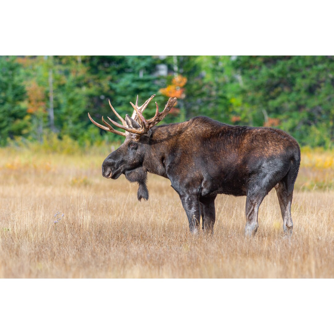 Bull Moose Portrait Wall Print, Metal Prints, Nature Photography, Wild ...