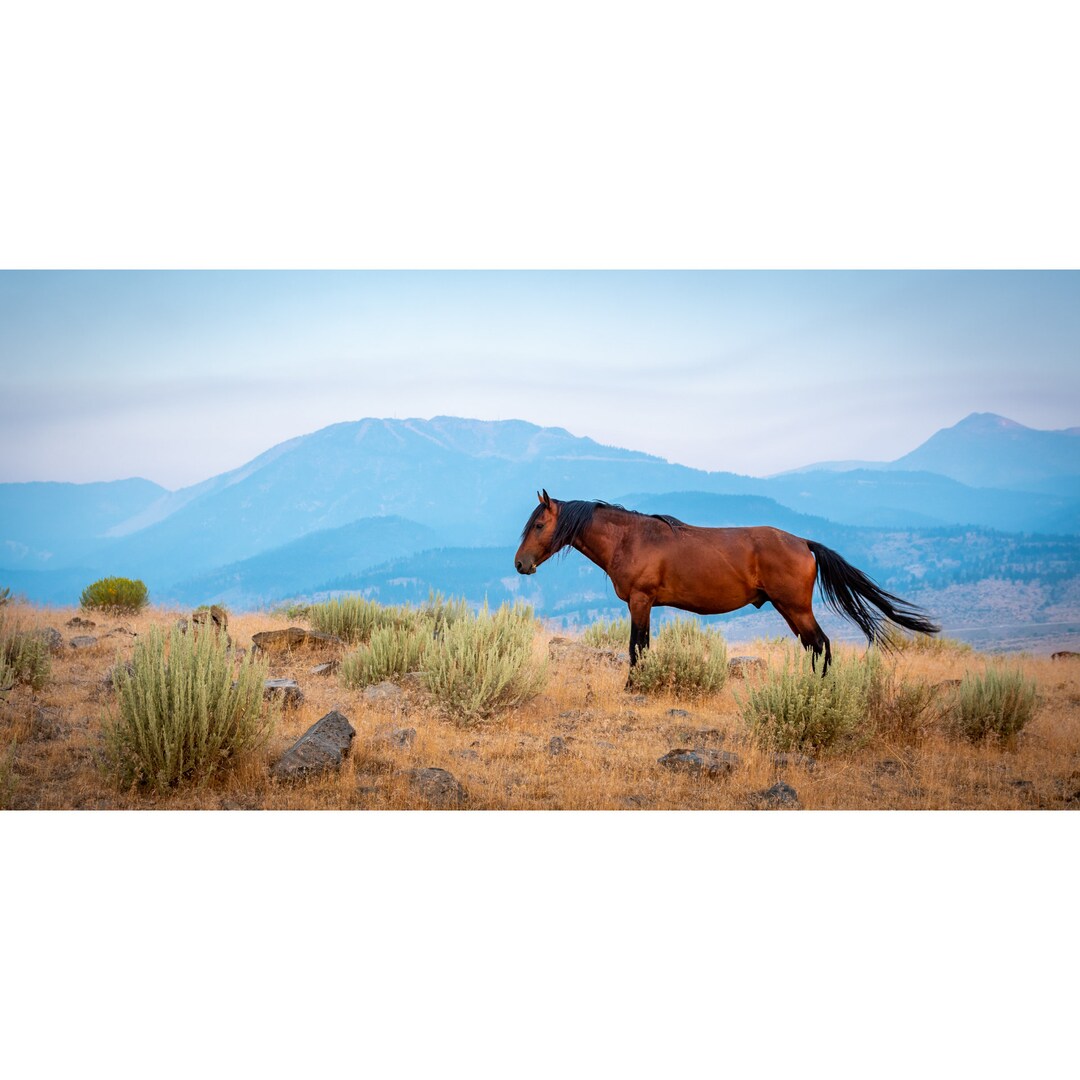 Wild Mustang Wall Photo Print, Metal Prints, Nature Photography Prints ...