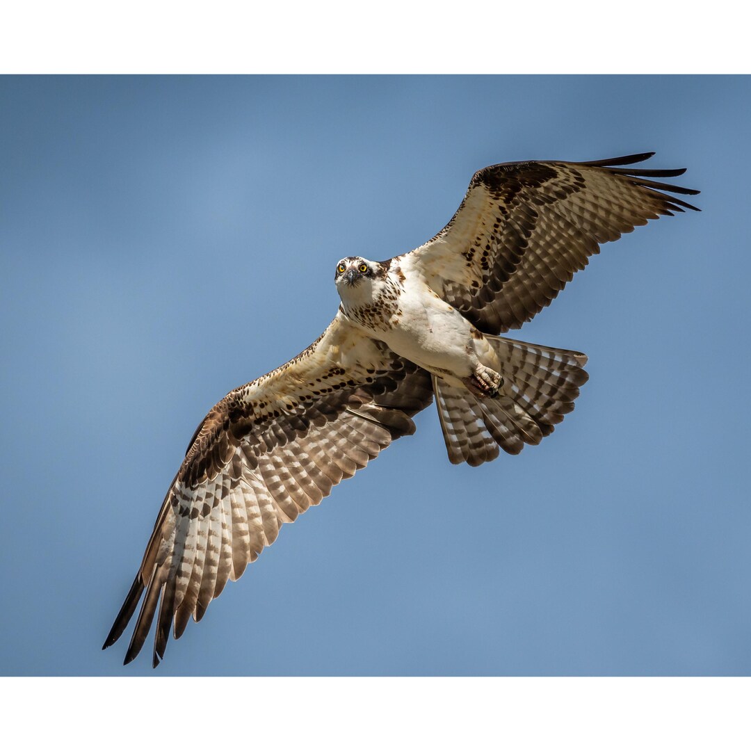 Osprey Staredown Flyover Wall Print, Metal Prints, Nature Photography ...