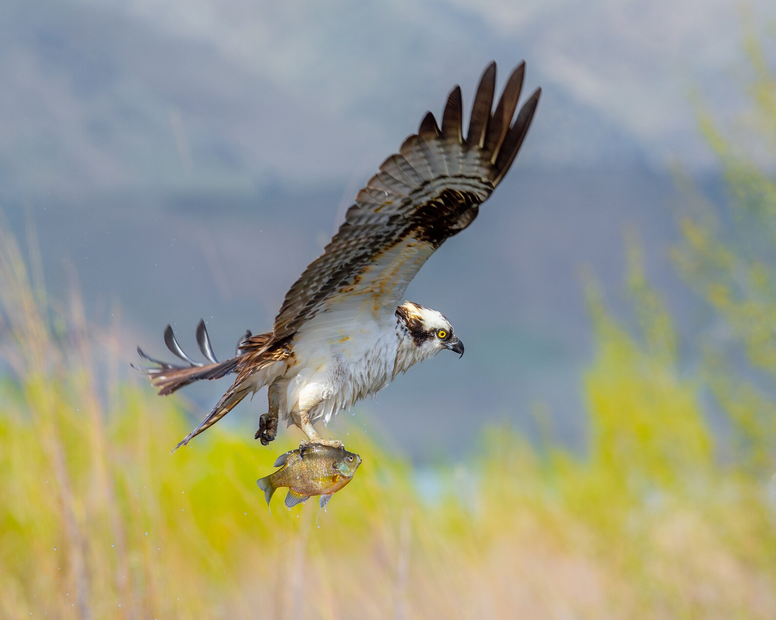 Osprey Staring Contest Wall Print, Metal Prints, Nature Photography ...