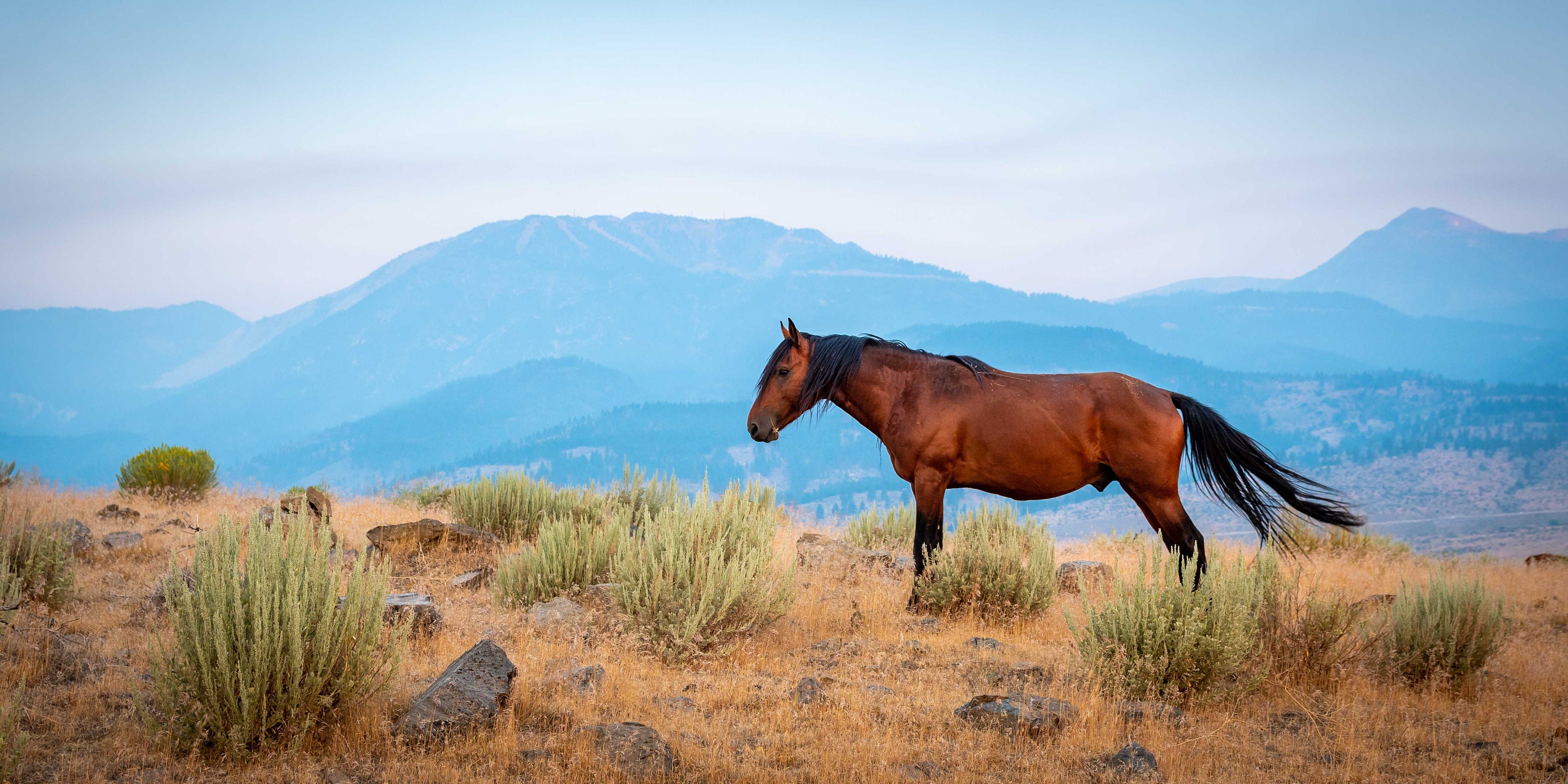 Wild Mustang Wall Photo Print, Metal Prints, Nature Photography Prints ...