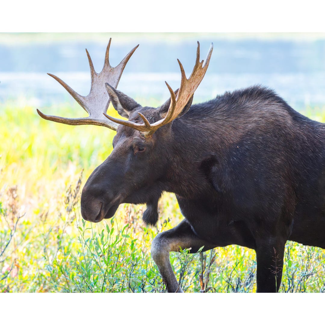 Bull Moose Portrait Wall Print, Metal Prints, Nature Photography, Wild ...