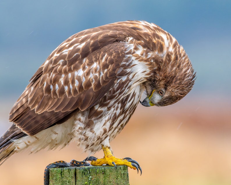 Red Tailed Hawk Portrait Wall Print, Metal Prints, Nature Photography ...
