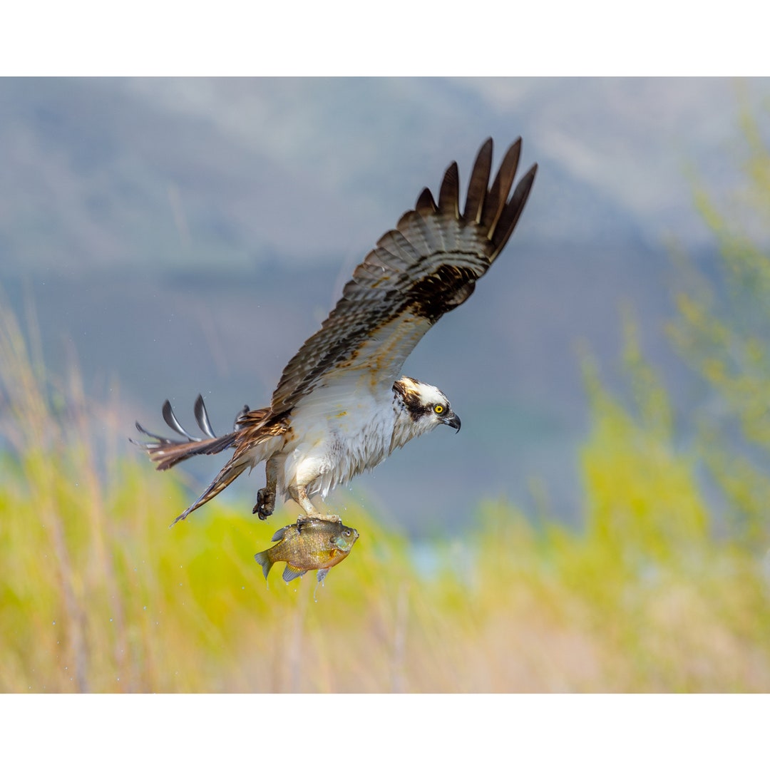 Osprey Staring Contest Wall Print, Metal Prints, Nature Photography ...