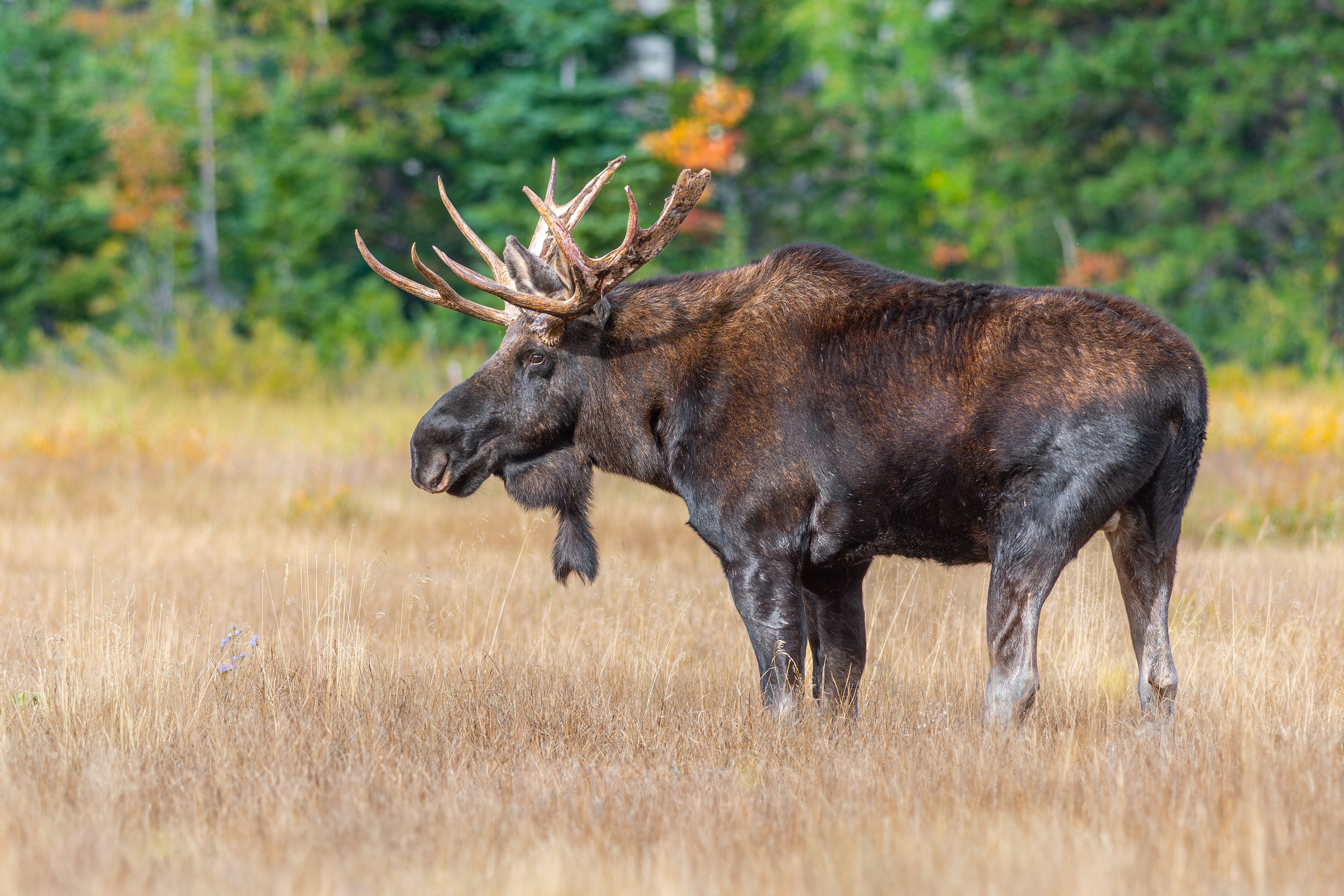 Bull Moose Portrait Wall Print, Metal Prints, Nature Photography, Wild ...