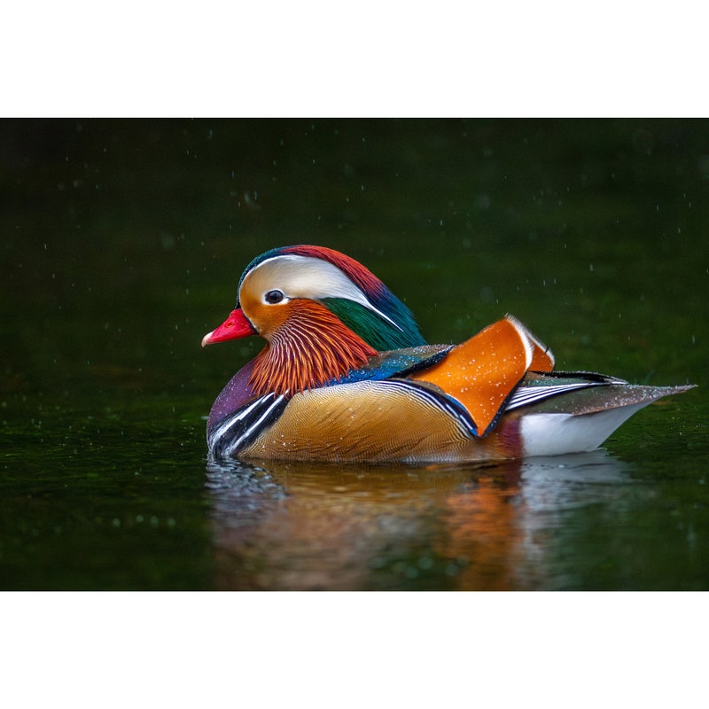 Mandarin Duck Art - Etsy