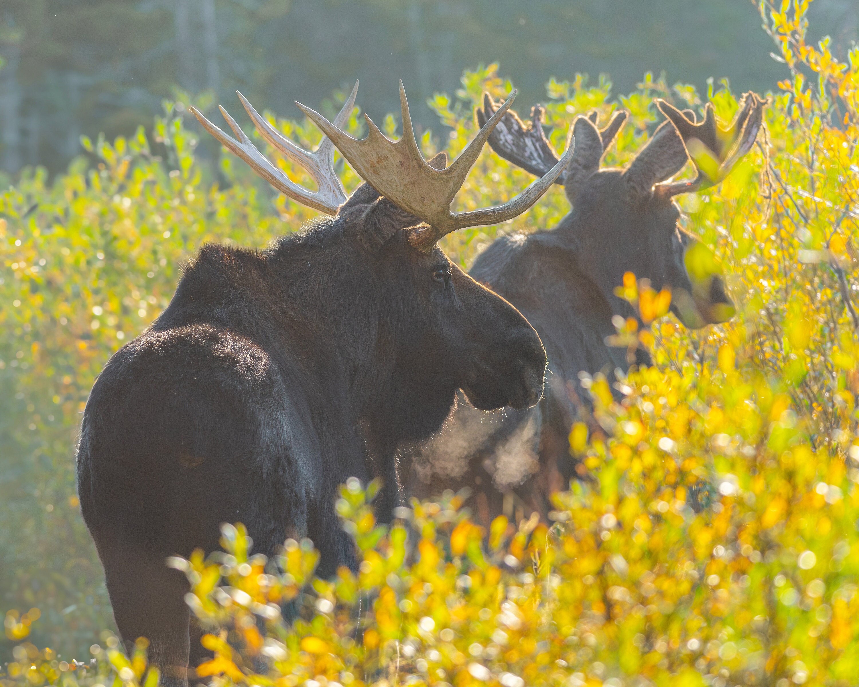 Bull Moose Portrait Wall Print, Metal Prints, Nature Photography ...