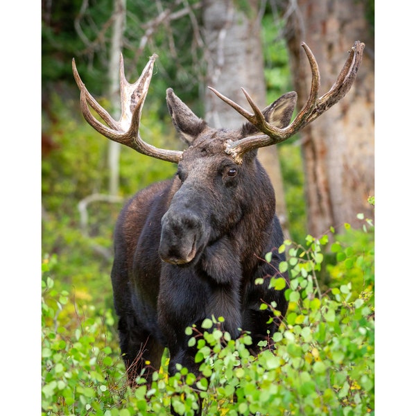 Bull Moose - Etsy