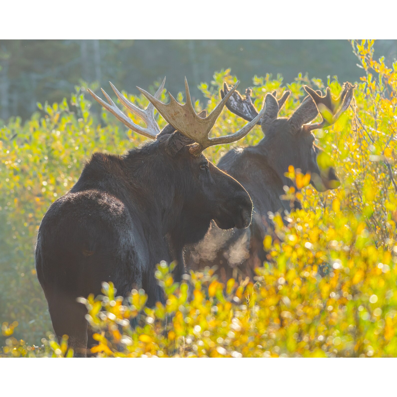 Bull Moose Portrait Wall Print, Metal Prints, Nature Photography ...